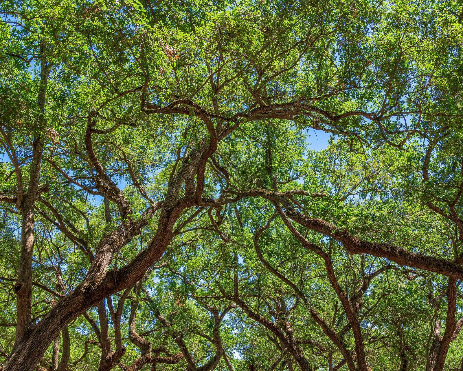 Live oak care and growing guide: tips for these trees | Gardeningetc