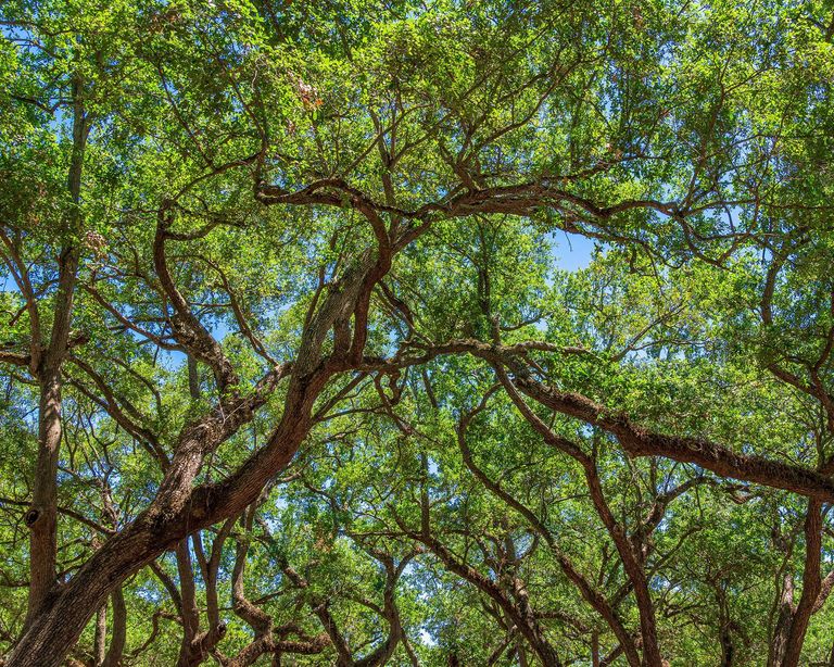 Live oak care and growing guide: tips for these trees | Gardeningetc