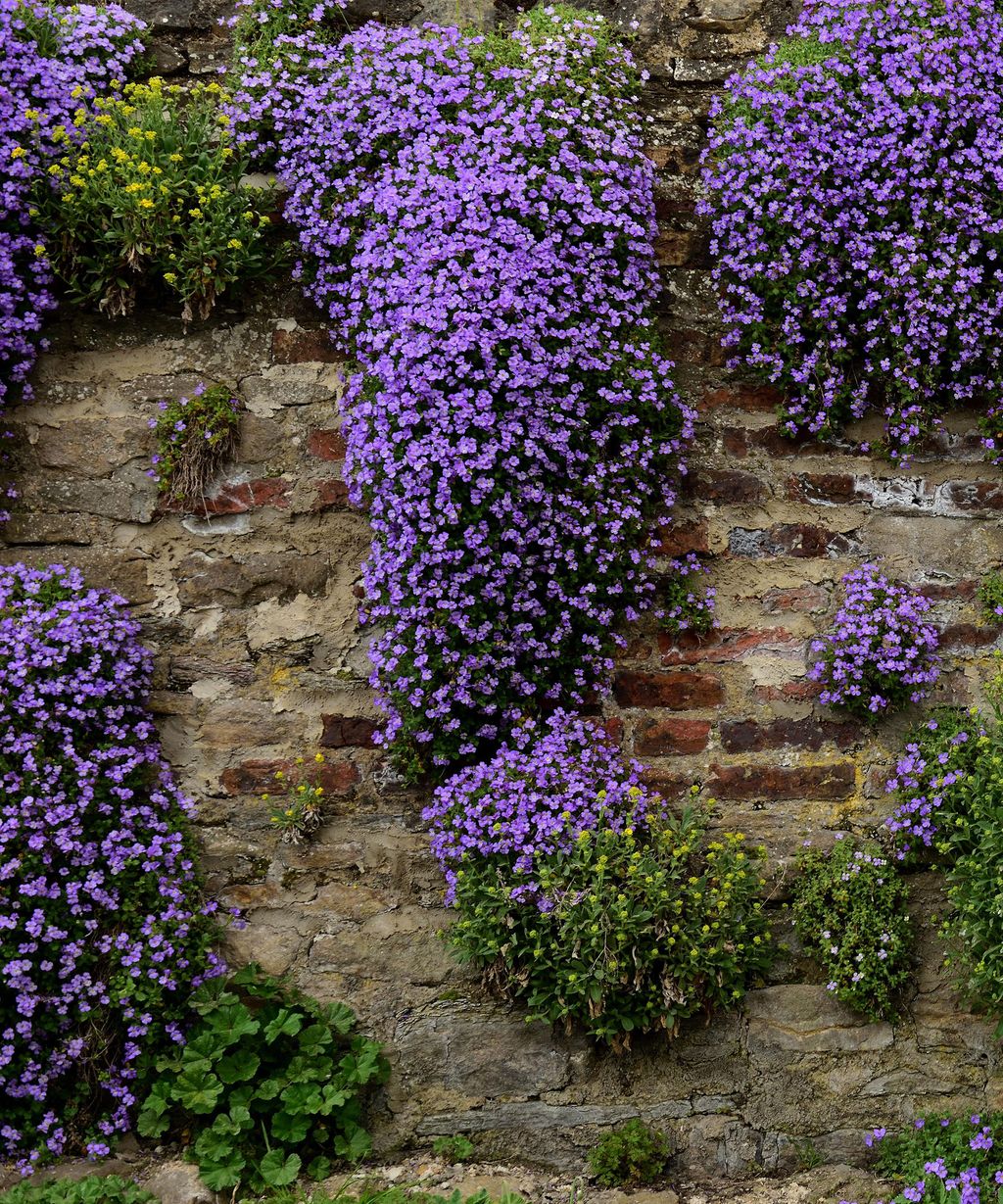 Fast-growing ground cover plants: 12 picks for quick results | Homes ...