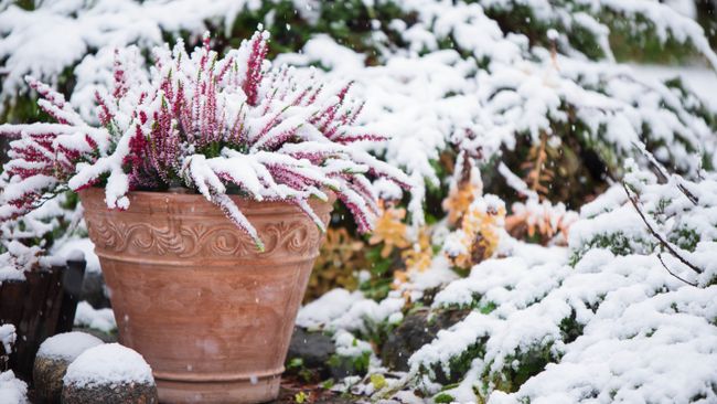 What to do after it snows in your garden — top tips to help plants ...