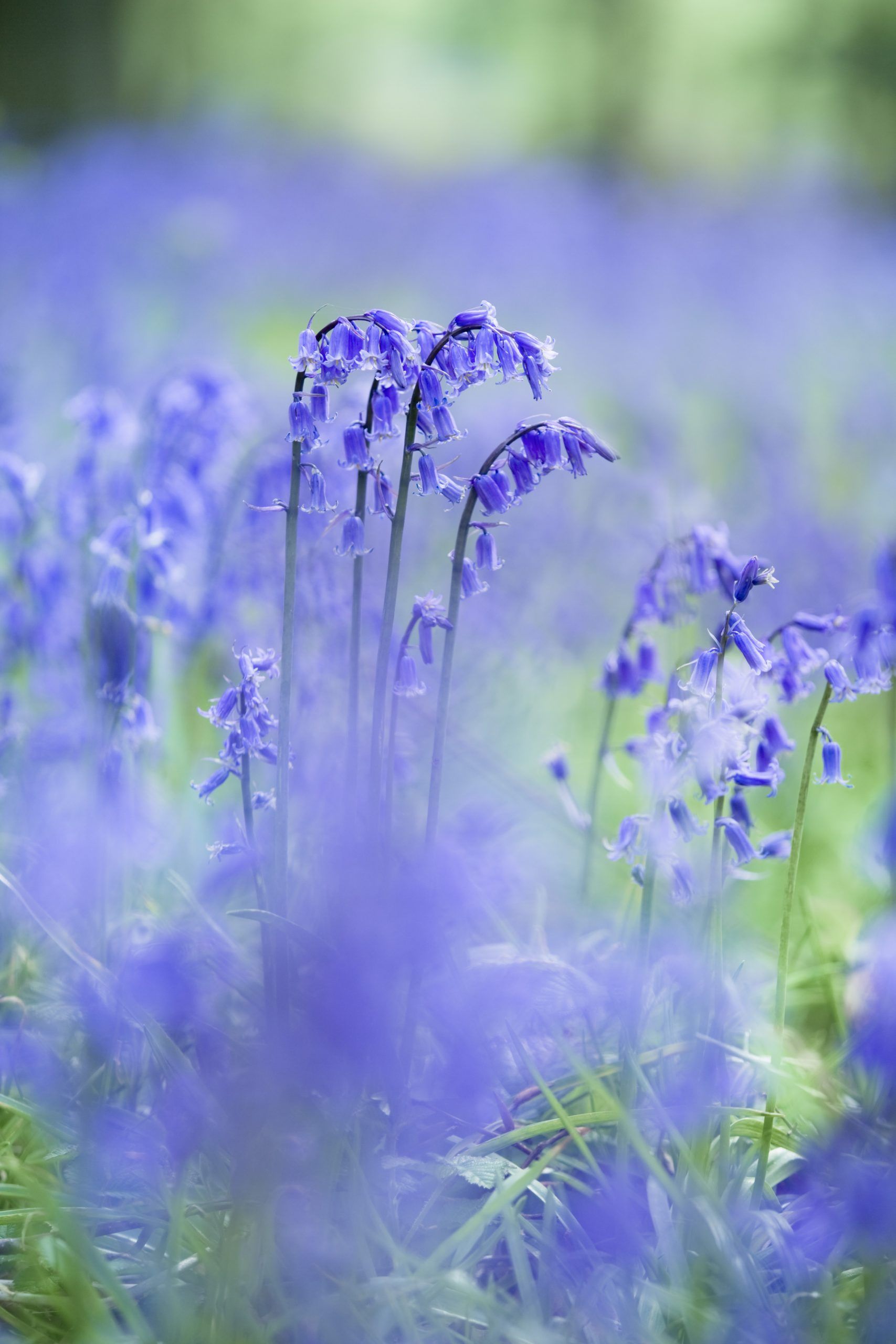 How to enjoy bluebells from home — and how to plant them to enjoy your ...