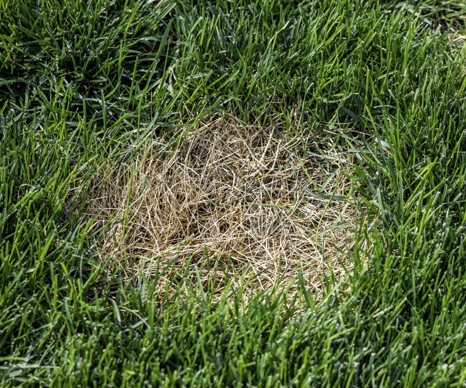 How to get rid of leather jackets: Expert tips | Homes and Gardens