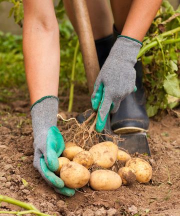 How to identify and treat potato blight: expert tips | Homes and Gardens