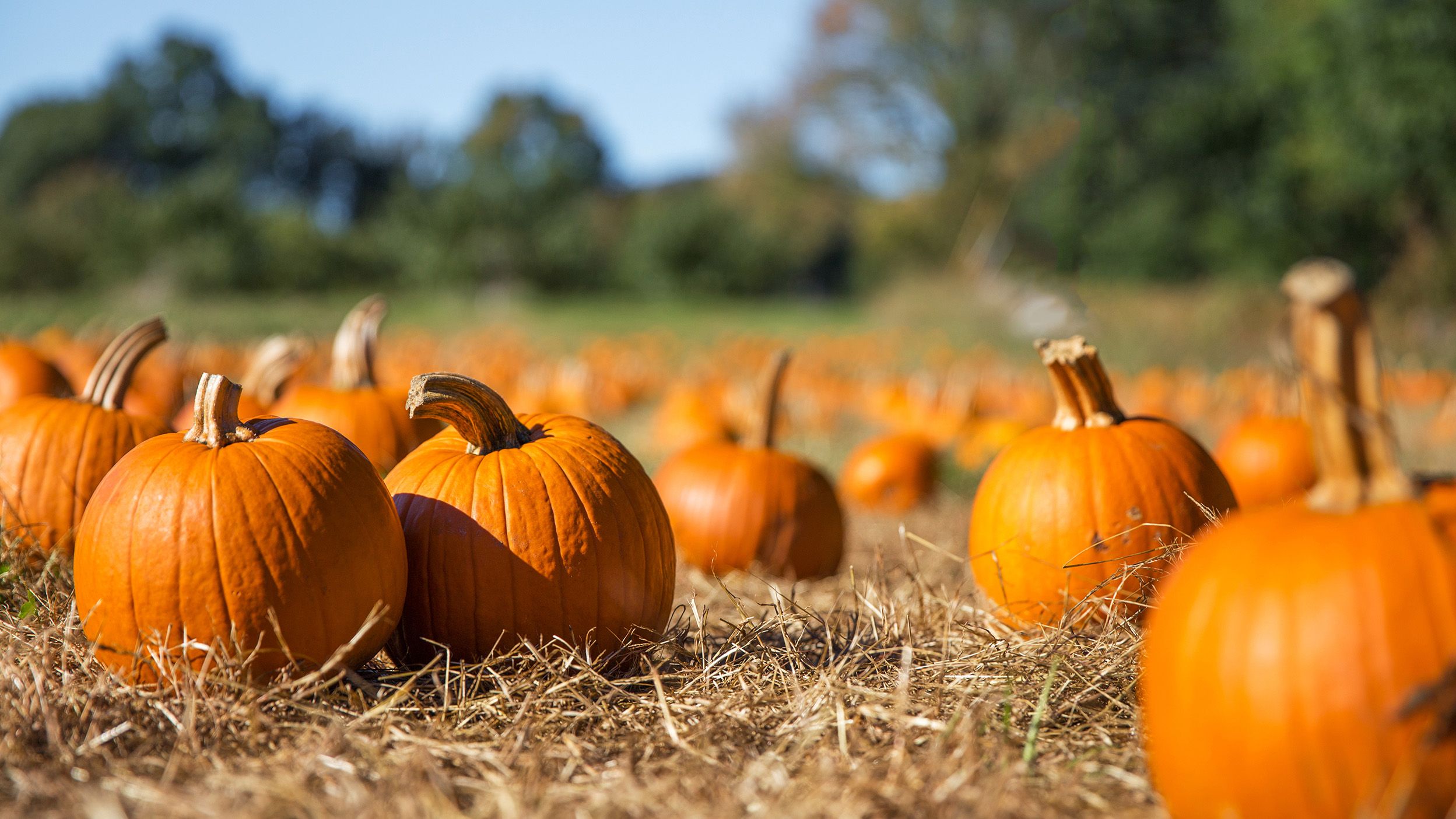 I've just discovered the easiest way to stop your pumpkins from rotting ...