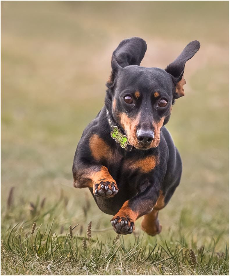 Flying sausage dog wins Moments of Summer photo contest | Digital ...