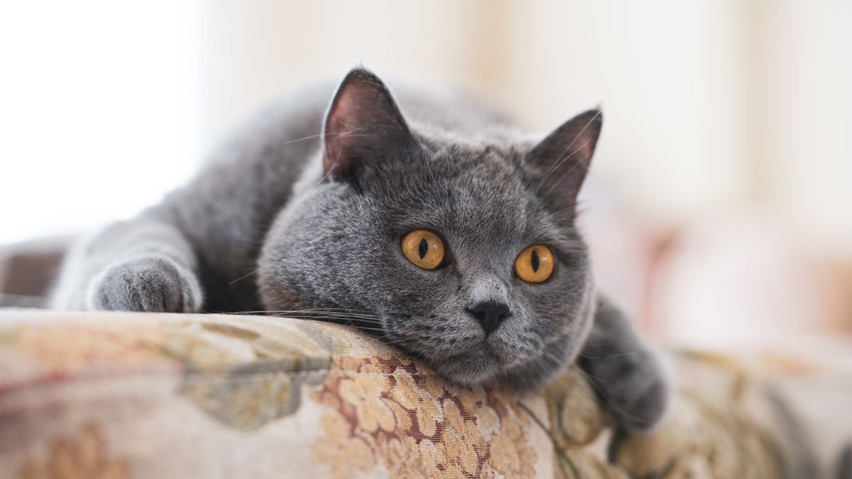 Best cat breeds for dog owners | PetsRadar