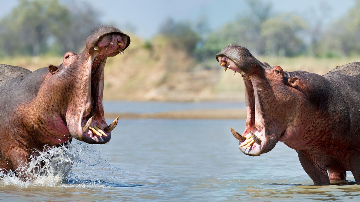 Hippos can recognise their friends’ voices | The Week