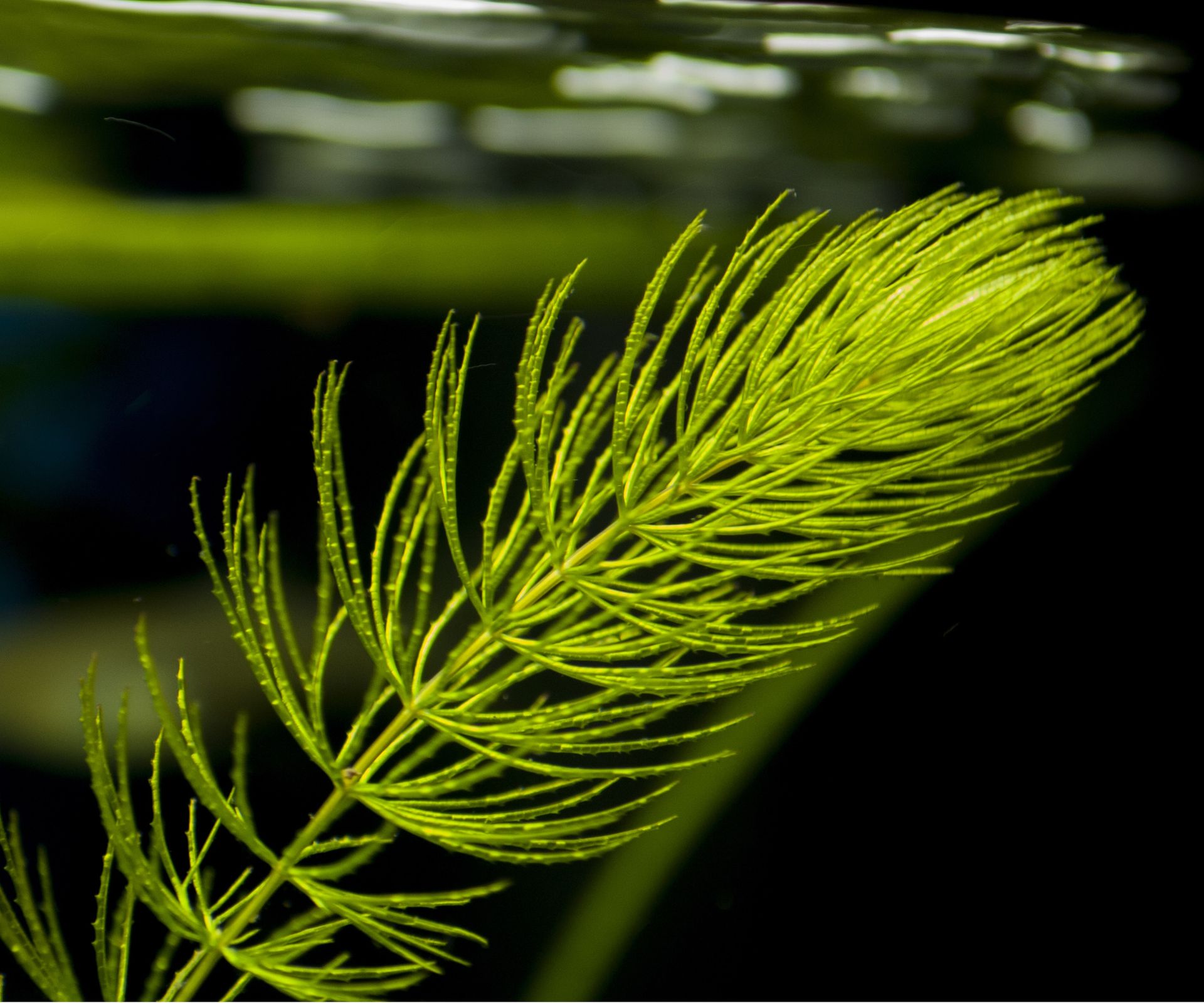 Oxygenating pond plants: 5 plants to clean your pond water | Homes and ...