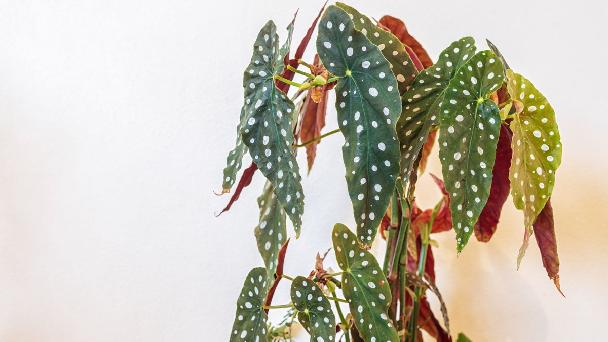 How to care for a polka dot begonia: 5 expert tips | Homes and Gardens
