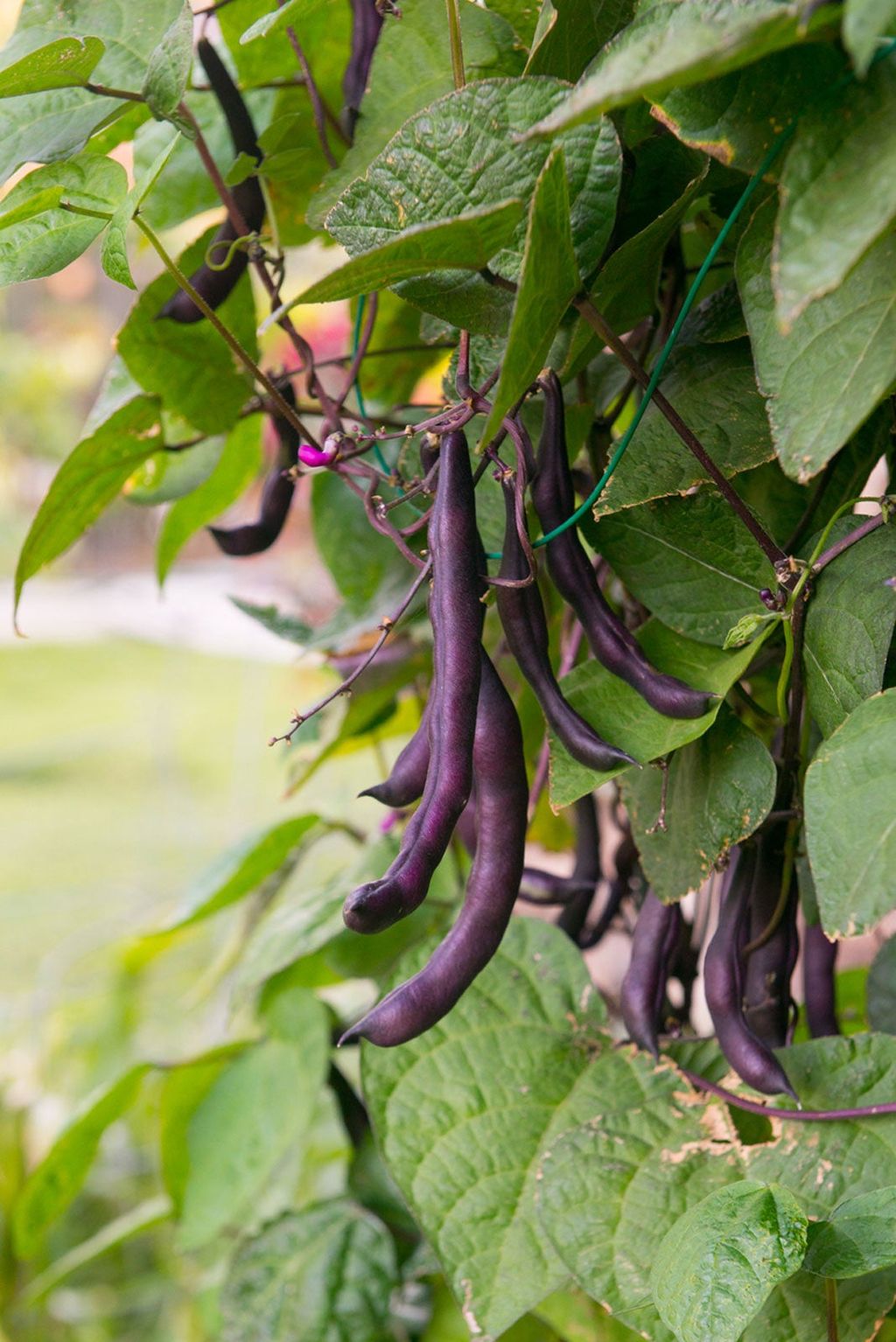 Bush Bean Varieties – Growing Royalty Purple Pod Beans In The Garden ...