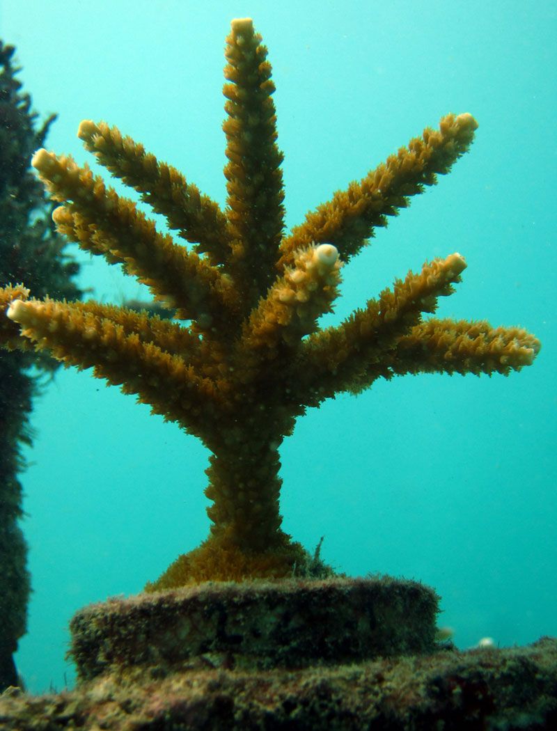 Gallery: Peek Inside a Coral Nursery | Live Science