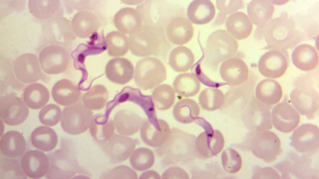 Heart-warming? More like heart-harming. Here are 5 cardiac parasites ...