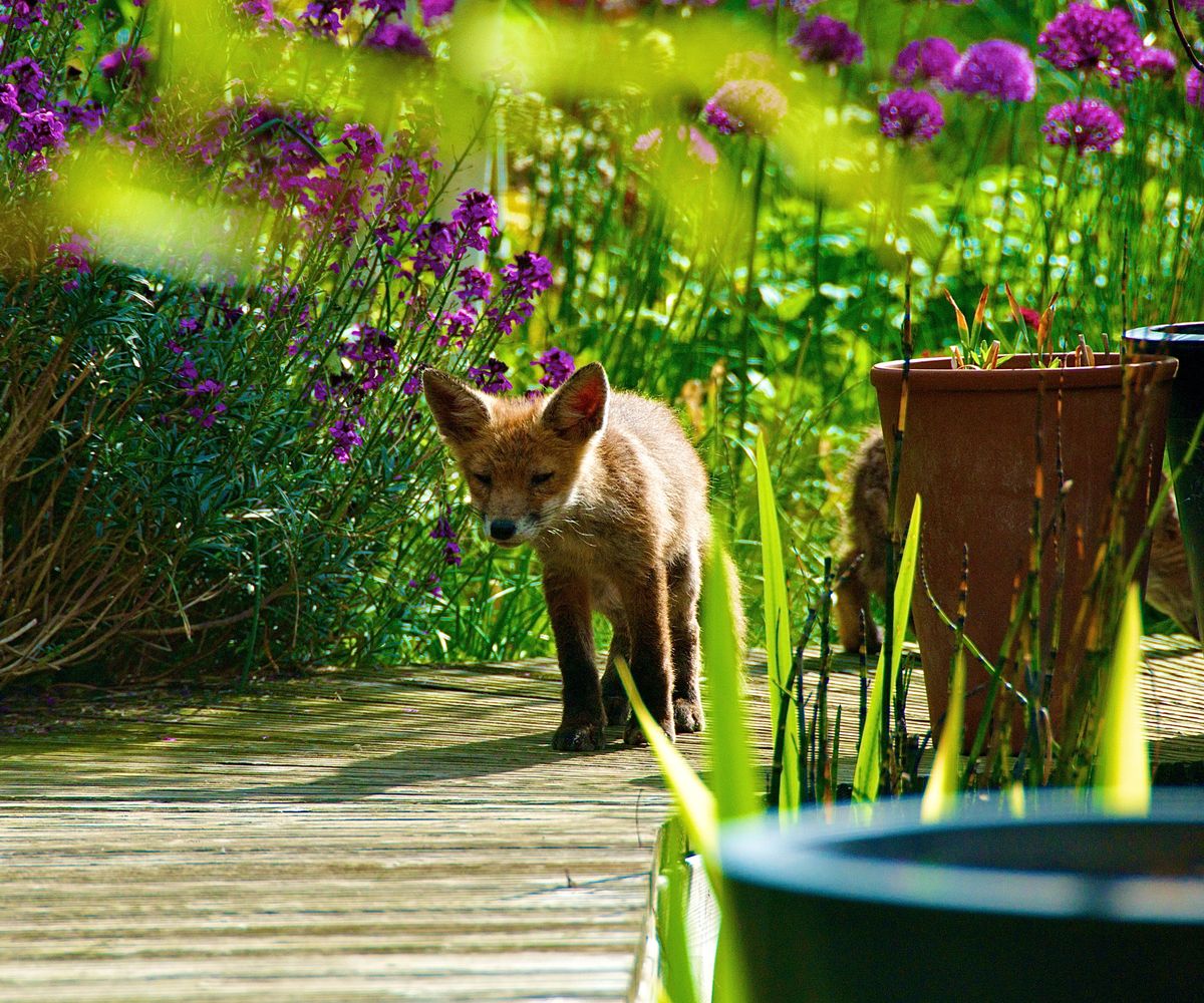 How to keep foxes out of the garden – the top 7 deterrents | Homebuilding