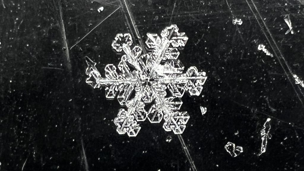 Where did the term snowflake come from? | The Week