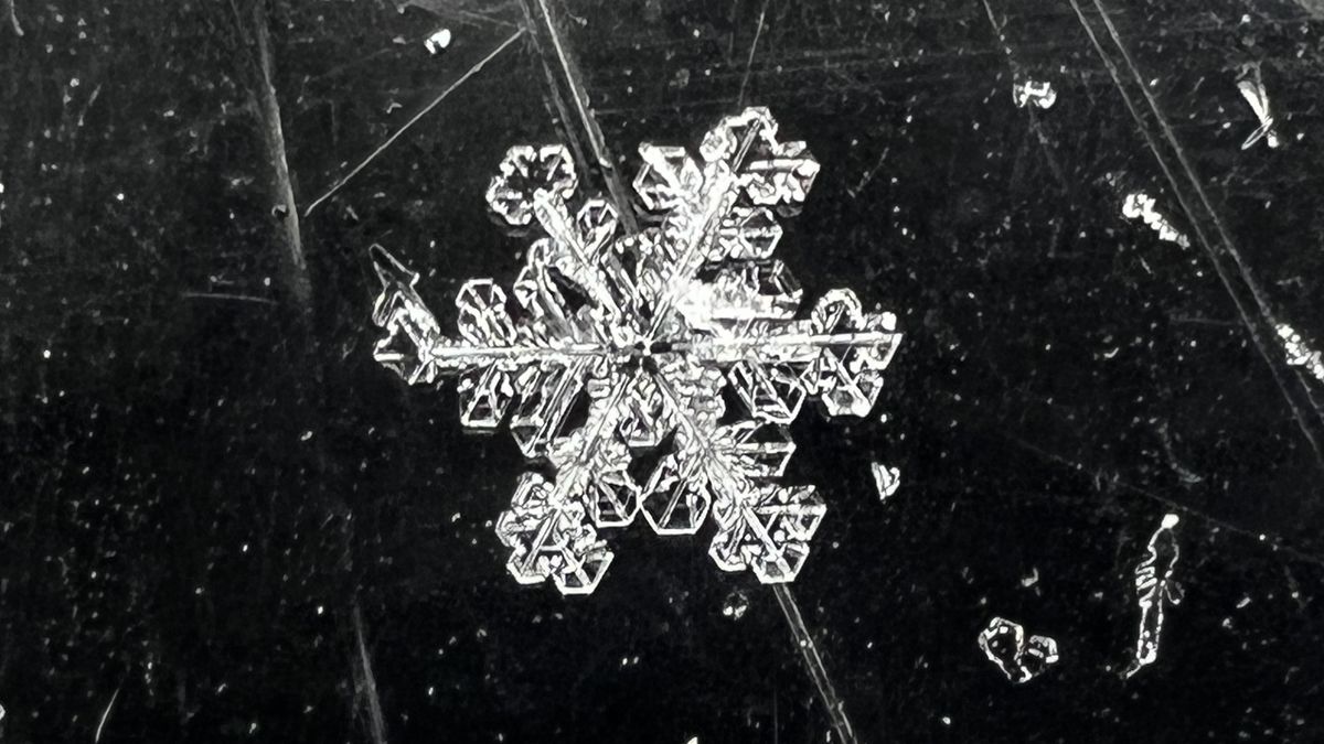 Where did the term snowflake come from? | The Week