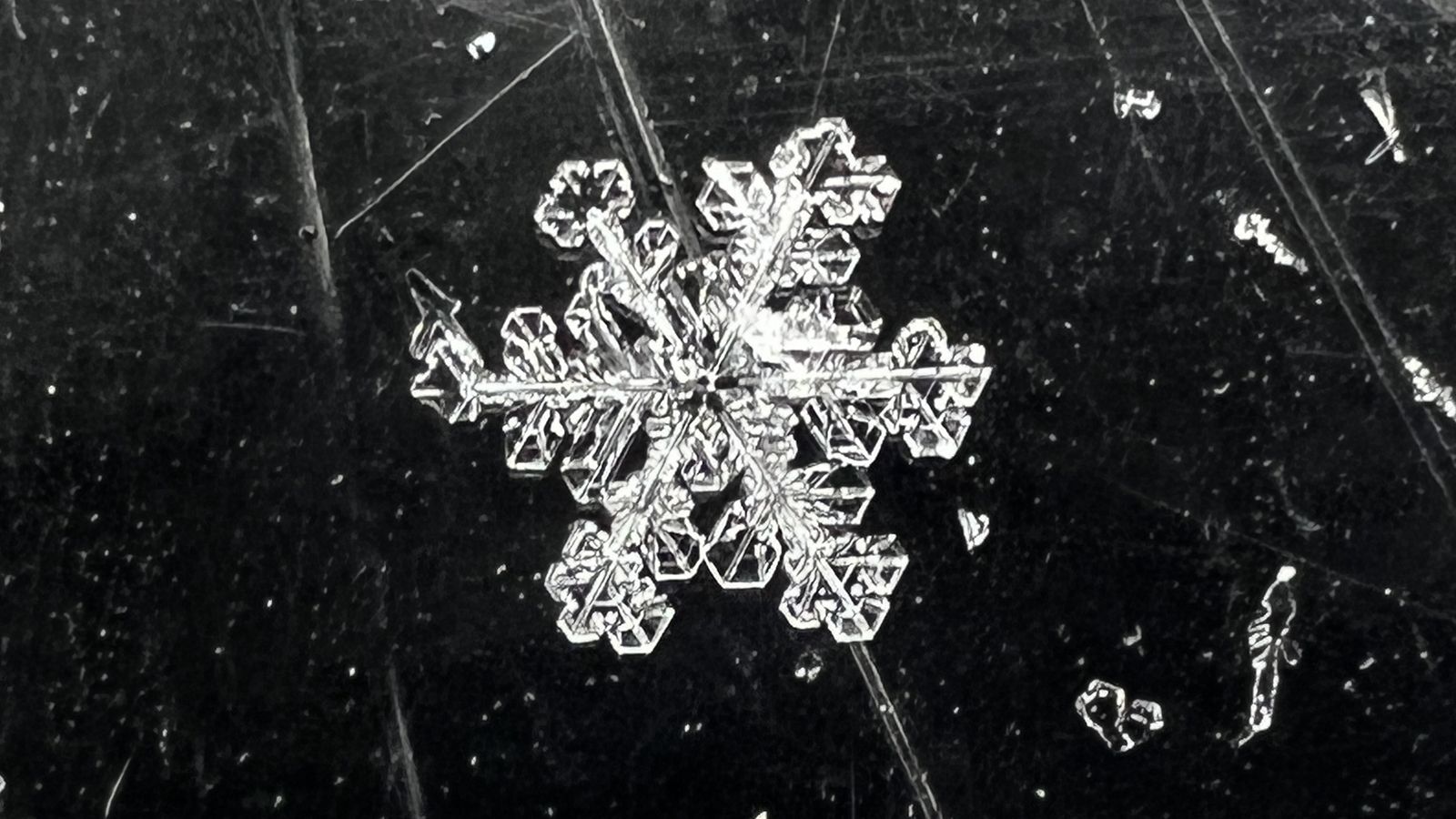 Where did the term snowflake come from? | The Week