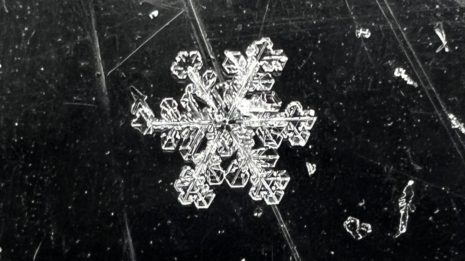 Where did the term snowflake come from? | The Week