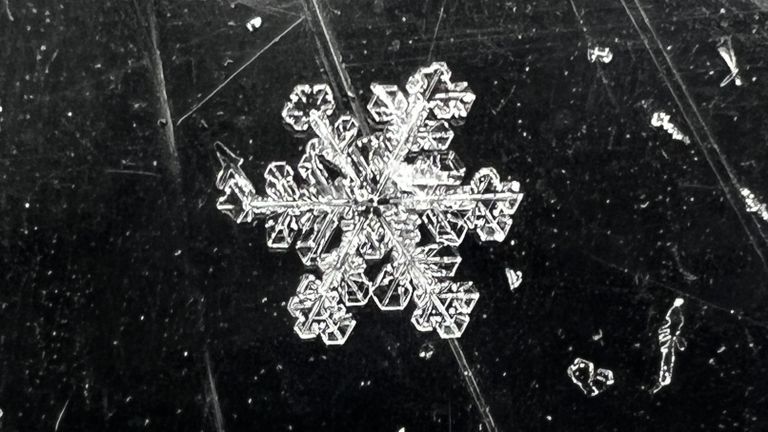 Where did the term snowflake come from? | The Week