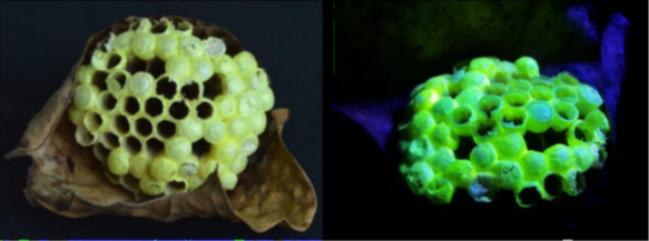 Strange wasp nests glow neon green under UV light | Live Science