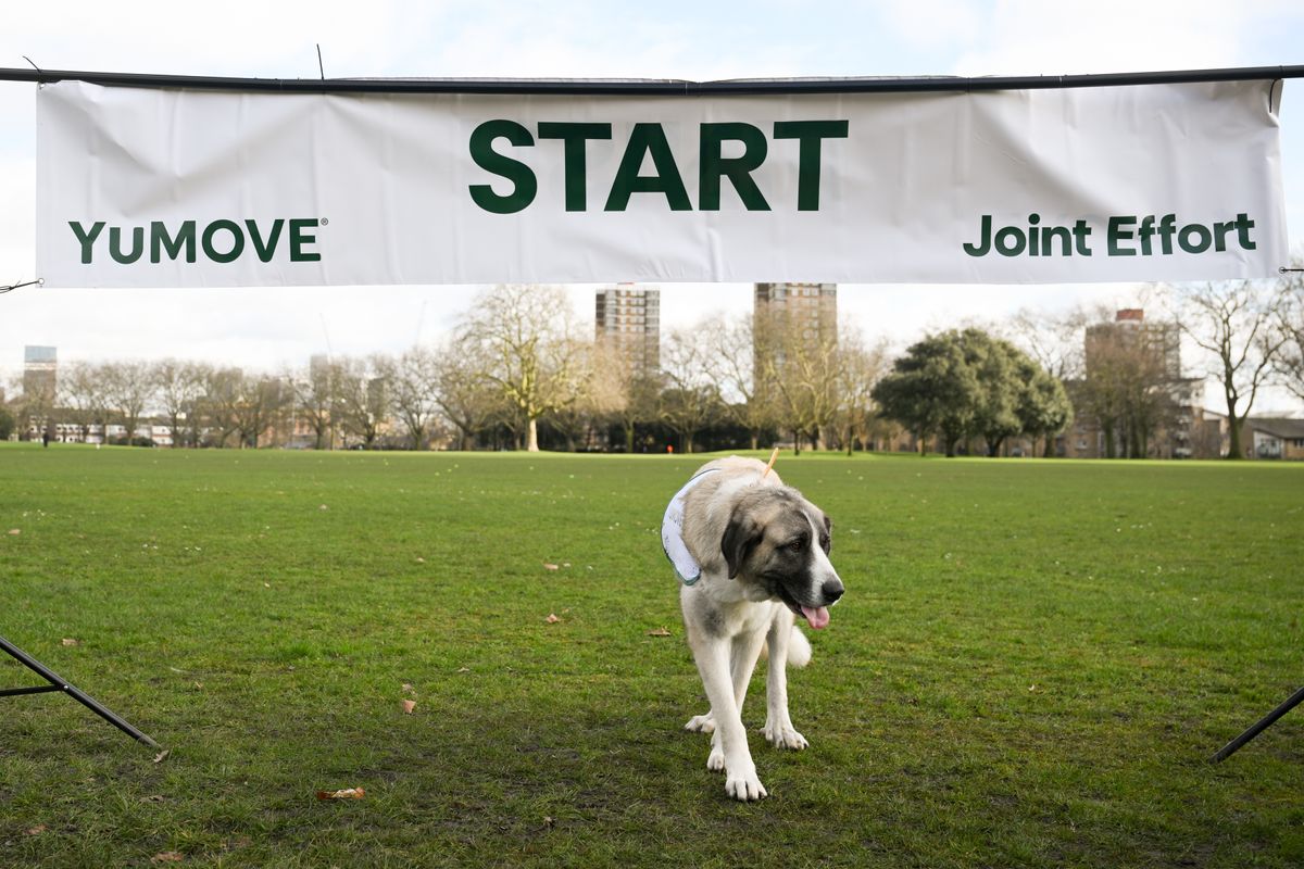 Olympian and world’s fastest vet designs dog relay race | PetsRadar