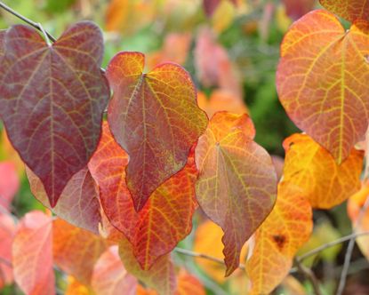 Best trees for fall color: create unbeatable autumn interest | Gardeningetc