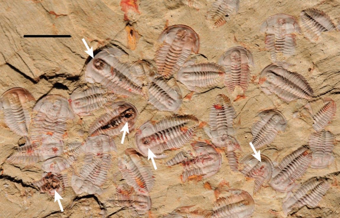 Trilobite Tummies Revealed in New Fossils | Live Science