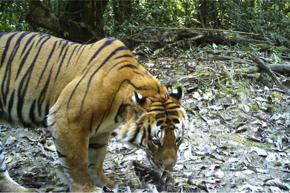 Tiger Photo Gallery | Endangered Indian Tigers | Live Science