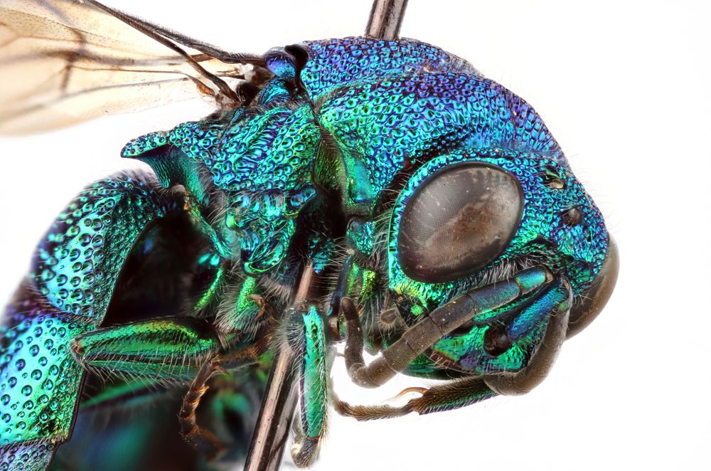 Gallery: 'Insects Unlocked' Collection Shares Free Bug Photos | Live ...