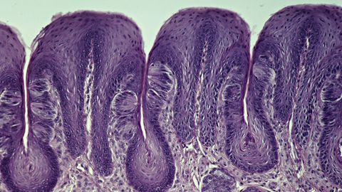 The five (and more) human senses | Live Science