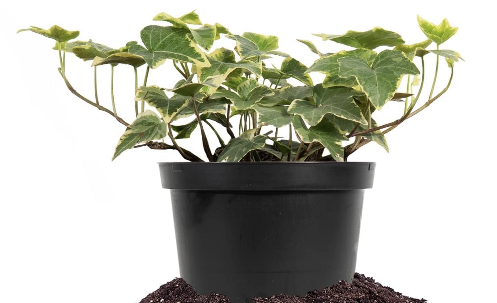 Climbing plants for shade – 10 varieties to choose from | Livingetc