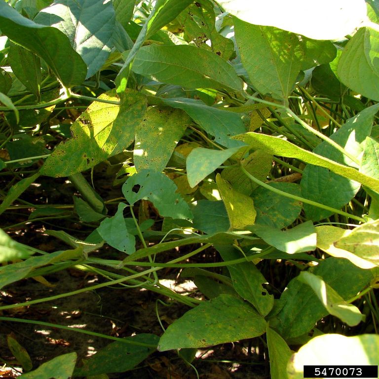 Soybean Rust Symptoms - How To Control Soybean Rust In The Garden ...