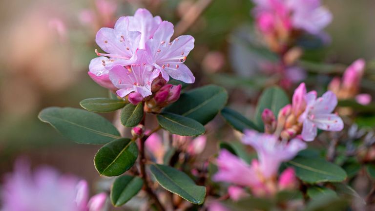 Rhododendron problems: 3 common issues and how to solve them | Gardeningetc