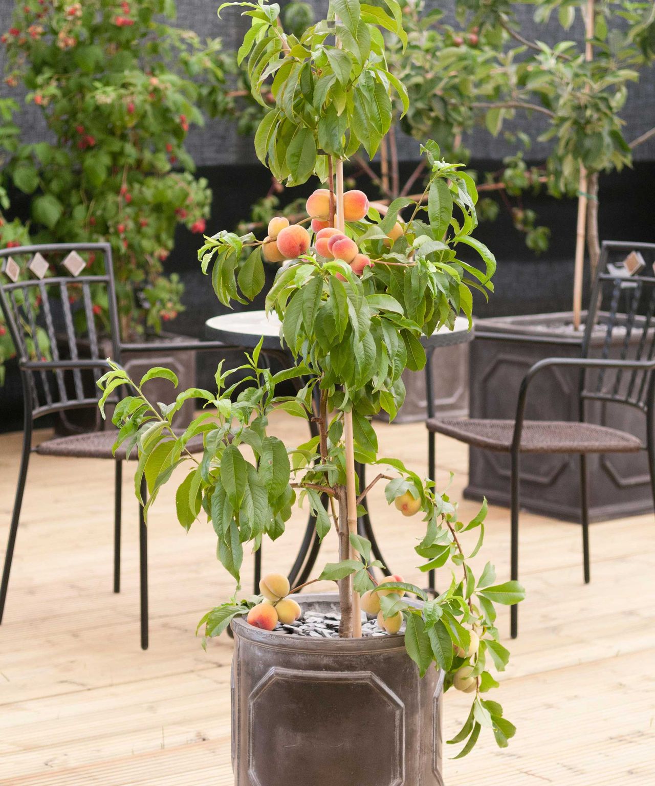 How to grow a peach tree from a pit: expert tips | Gardeningetc