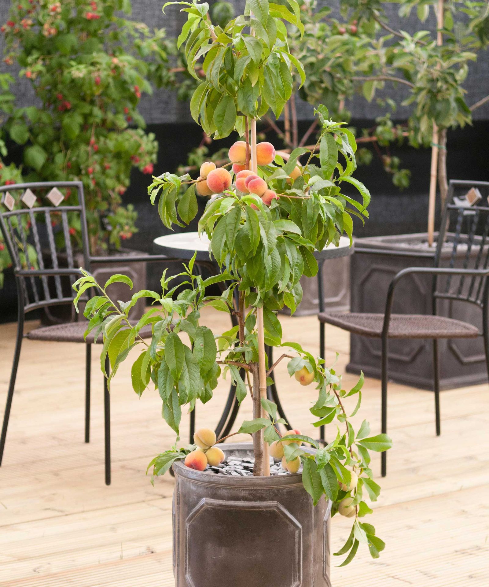 How to grow a peach tree from a pit: expert tips | Gardeningetc