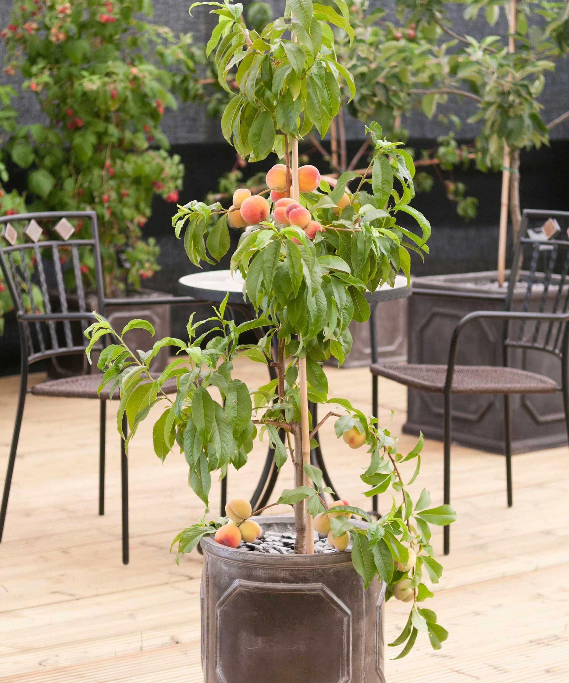 How to grow a peach tree from a pit: expert tips | Gardeningetc