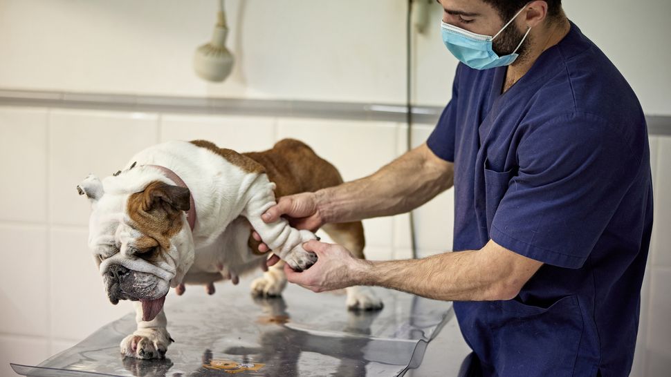 32 of the most common illnesses dogs get | PetsRadar