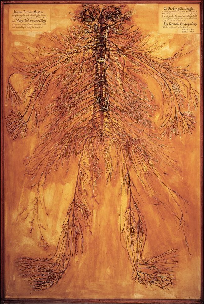 Here's What You'd Look Like As Just a Nervous System | Live Science