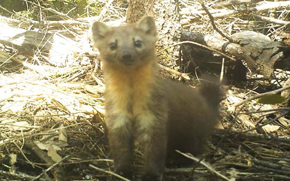 Marijuana Farms Are Driving This Adorable Forest Creature to Extinction ...