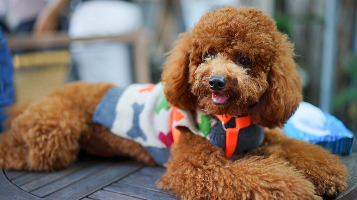 16 best dog breeds for remote workers | PetsRadar