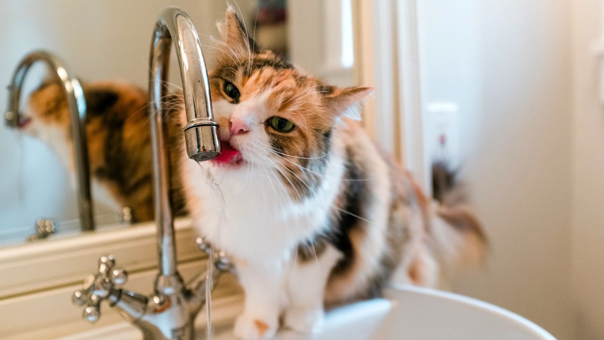 10 charming facts about the calico cat | PetsRadar