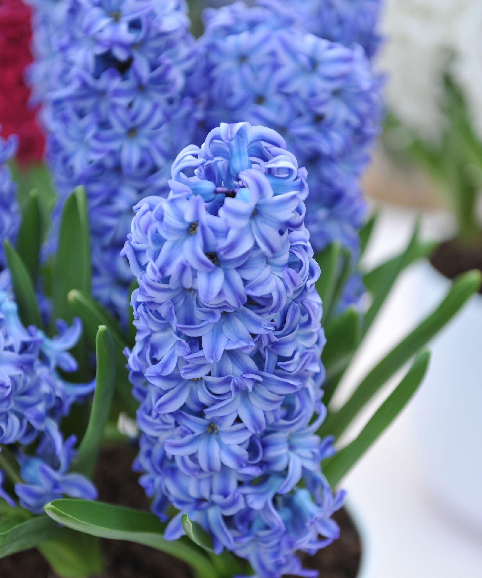 Best hyacinth varieties – 15 seasonal bulb choices | Homes and Gardens