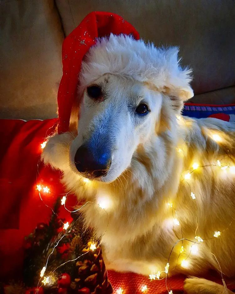 21 pet photography ideas to inspire you all-year round | PetsRadar