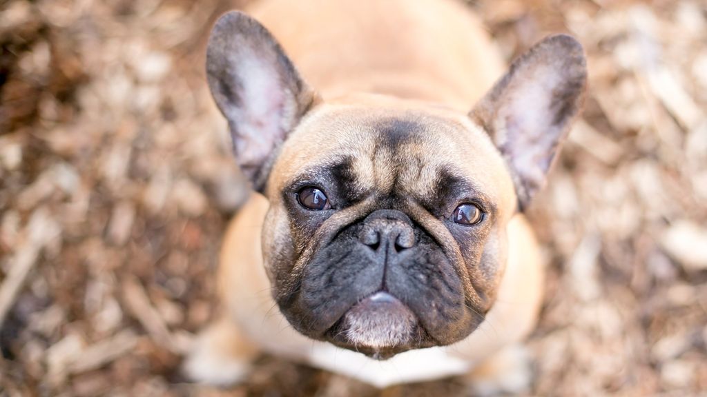 Wrinkly dog breeds: 10 crinkly cuties from pugs to mastiffs | PetsRadar