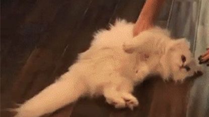 Kate Beckinsale Dusting Her Floor With Her Cat Video | Marie Claire