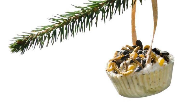 DIY bird cakes: Three great recipes | PetsRadar