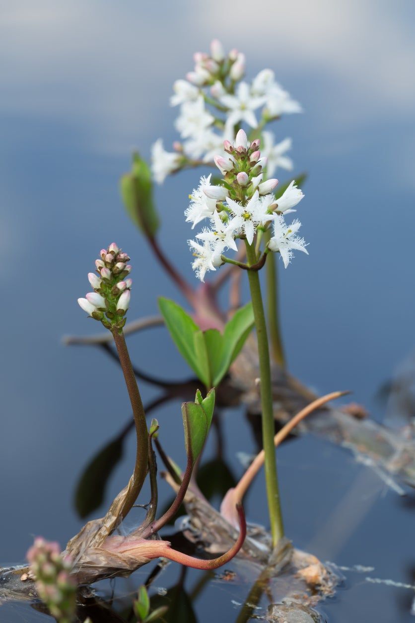 Bogbean Care Guide – Learn About Growing Bogbean Plants | Gardening ...