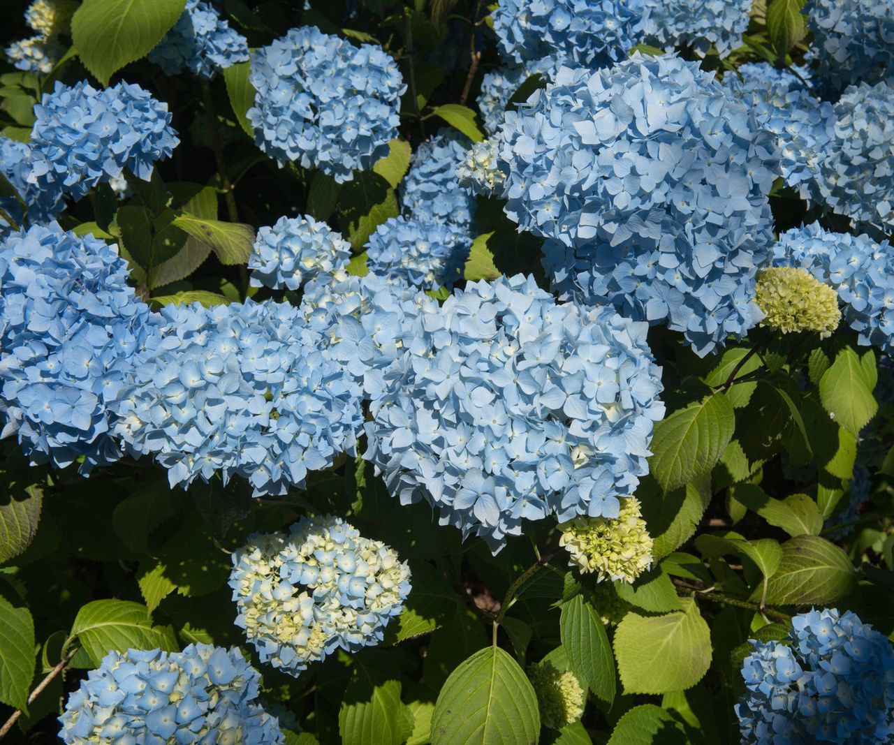 Best hydrangea varieties: 15 great flowering shrubs to try | Homes and ...