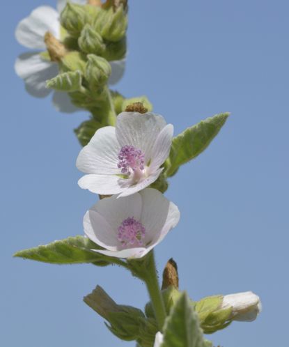 Best unusual herbs: 9 herbs to grow for interesting flavor | Homes and ...