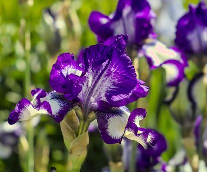 Best bearded iris varieties: 12 stunning types to try | Homes and Gardens