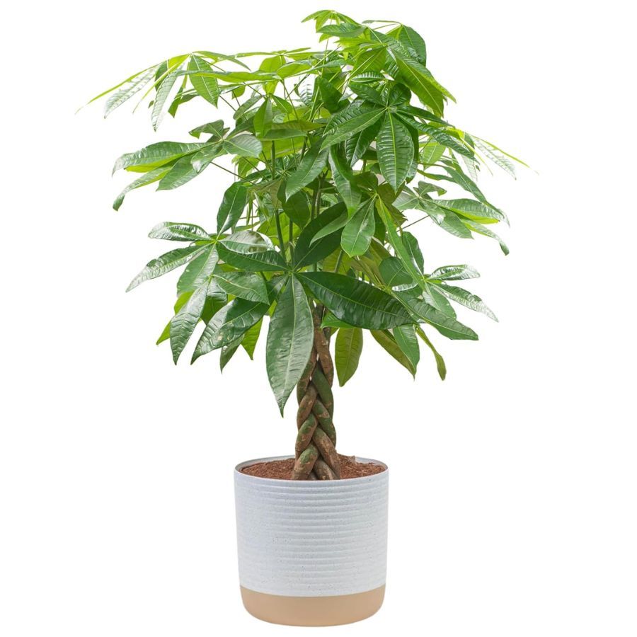 5 Japanese Indoor Plants That Will Bring a Sense of Calm | Livingetc